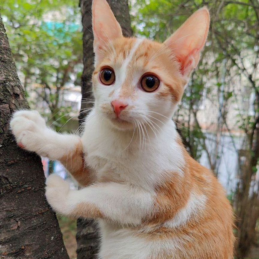 Нежный игривый котенок Лимончик в дар