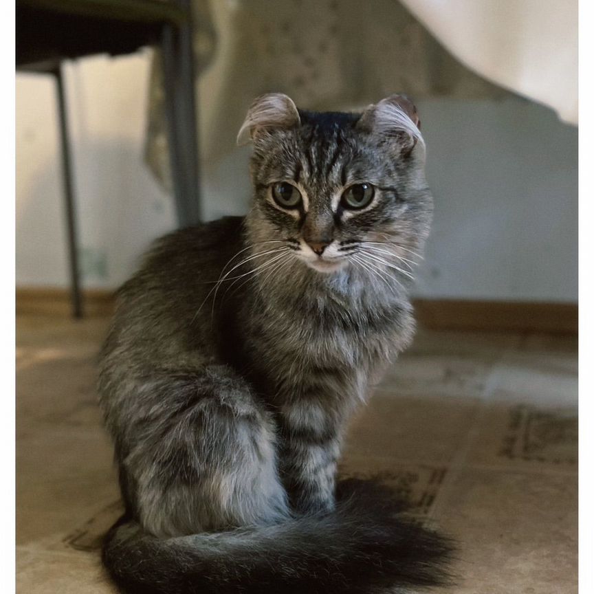 Кошечка в добрые руки