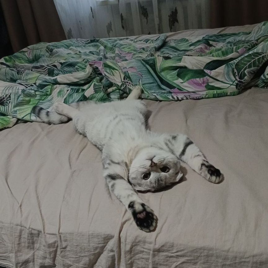 Британский короткошёрстный котёнок