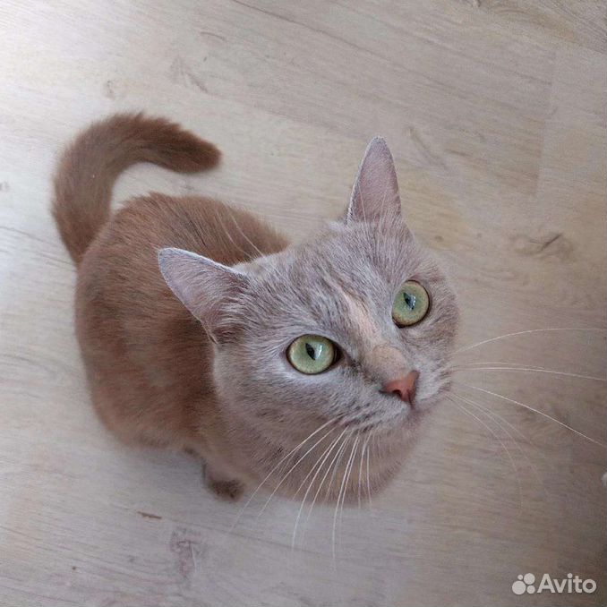 Розовой кошечке счастливую судьбу