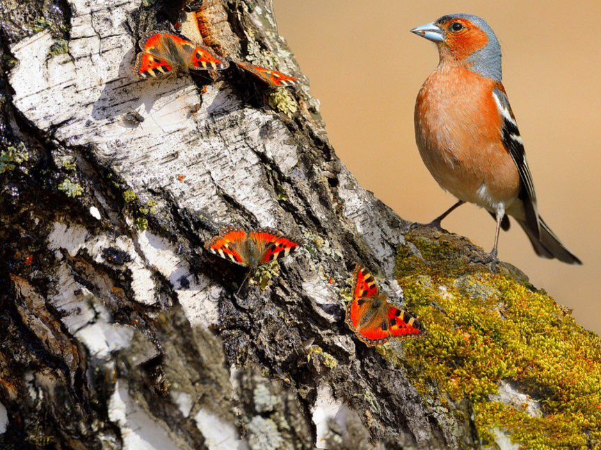 Певчие лесные птицы