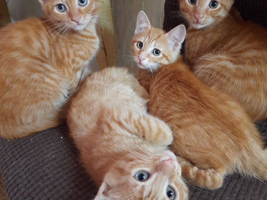 Отдам котят в добрые руки