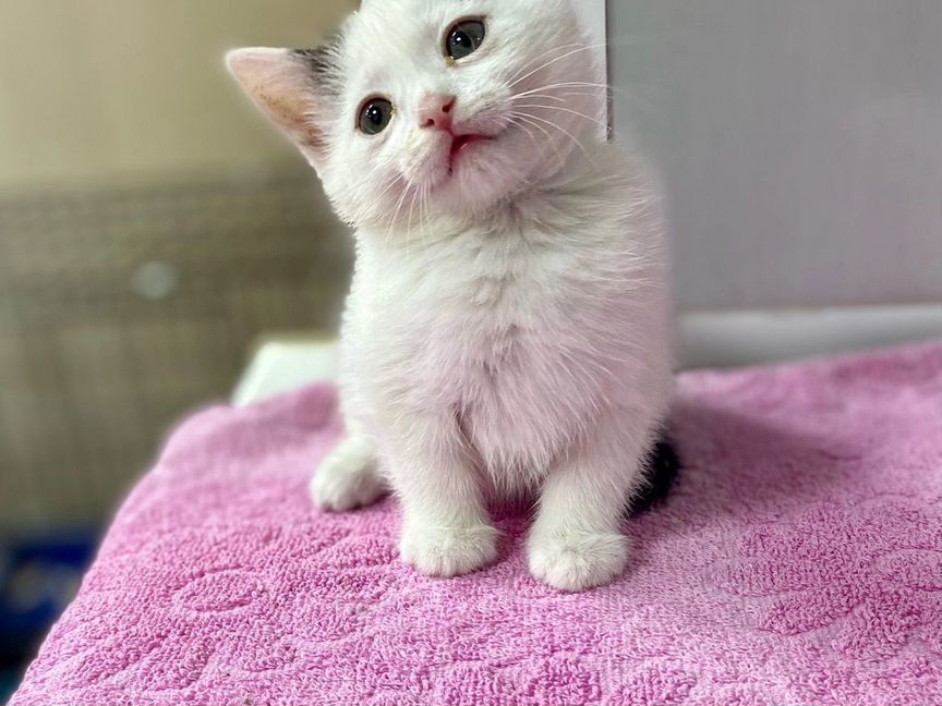 Котишки из приюта ждут человека