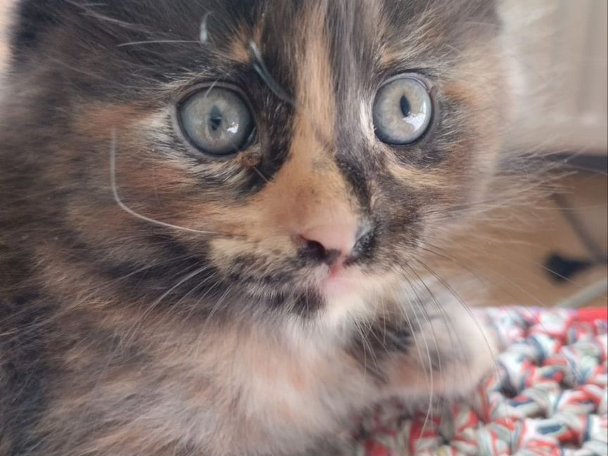 Котенок