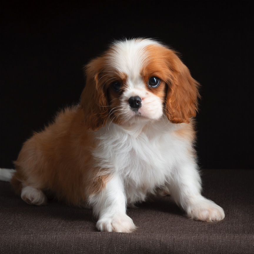 Мальчик 2,5мес, кавалер кинг спаниель