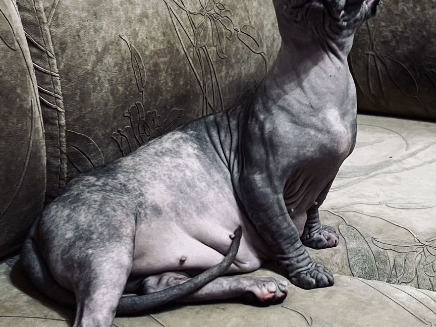 Dwelf кошка готовый производитель