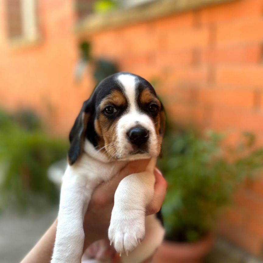 Щенки бигль