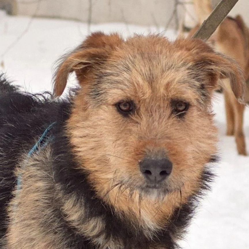 Аким.он ещё щенок. Подготовительная группа