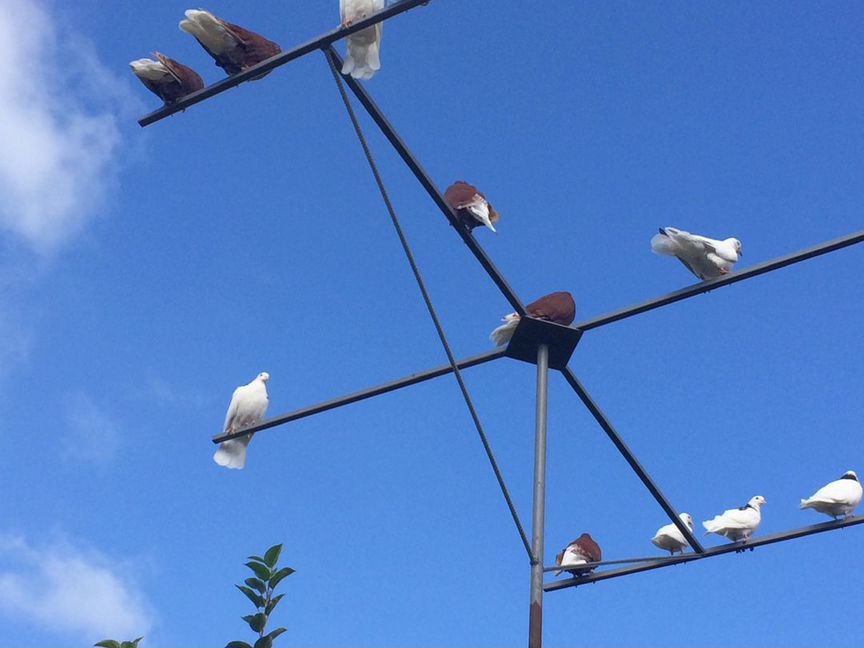 Голуби Николаевские и пермские гривуны