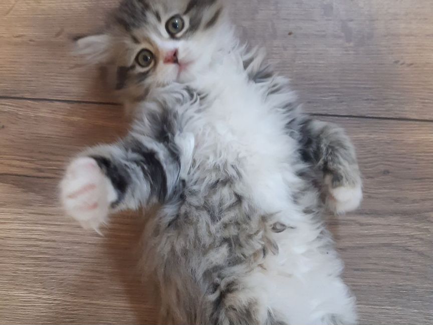 Сибирский кот