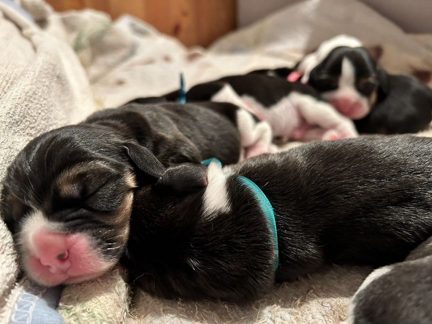 Щенки бигль