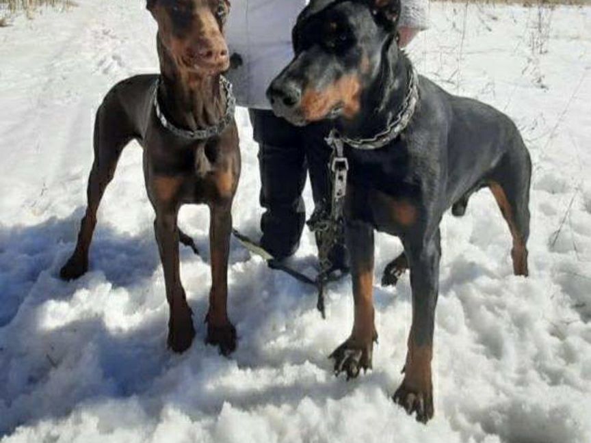 Щенки добермана