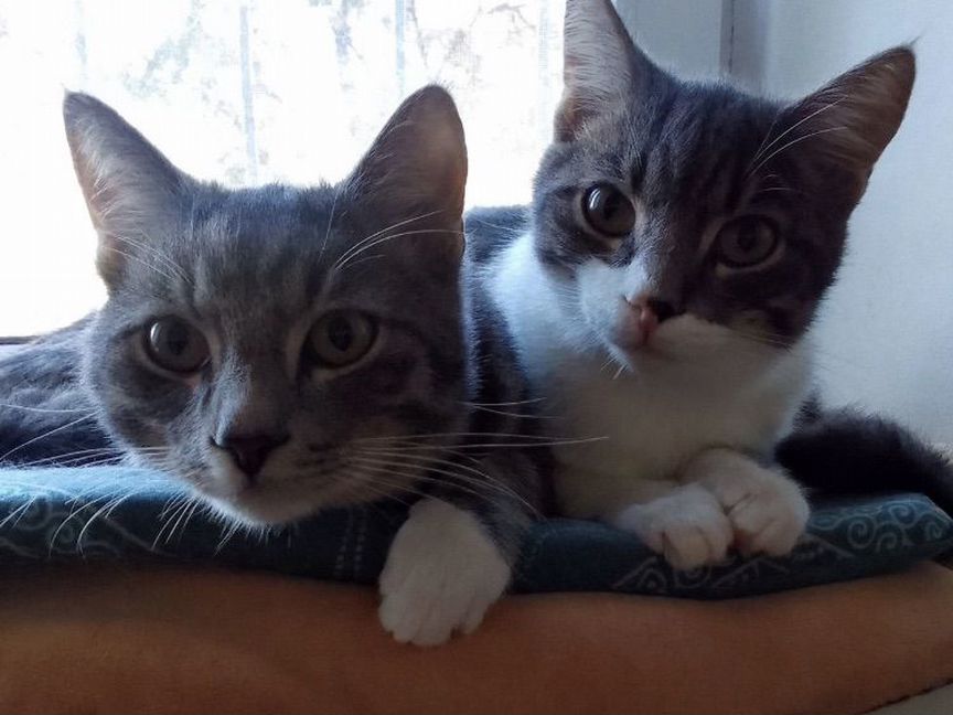 Котики