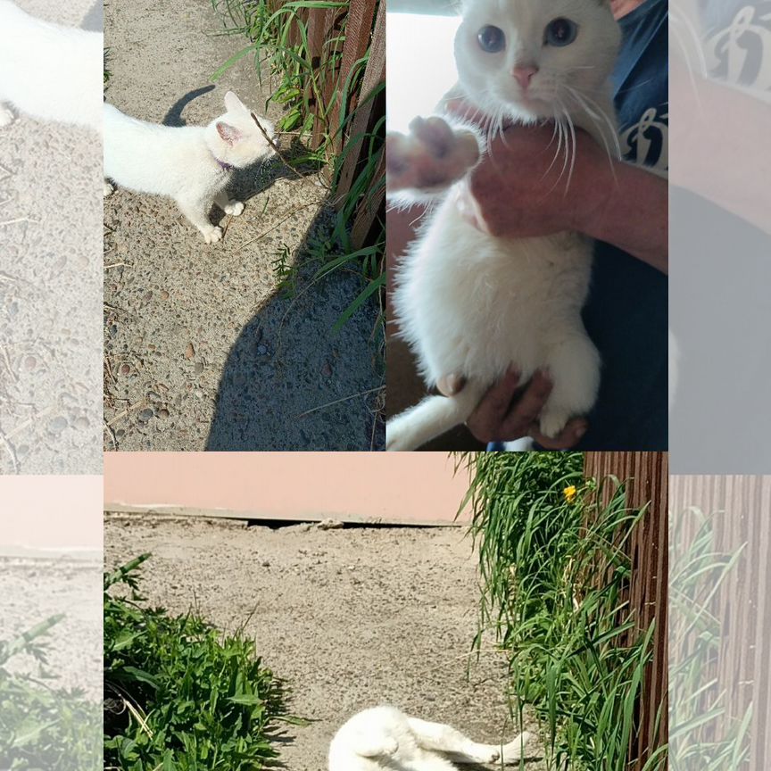 Взрослая, кошка в добрые руки