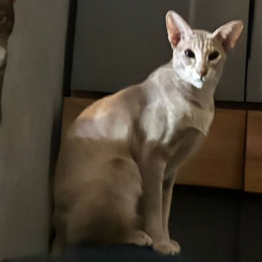 Ориентальная, взрослая кошка