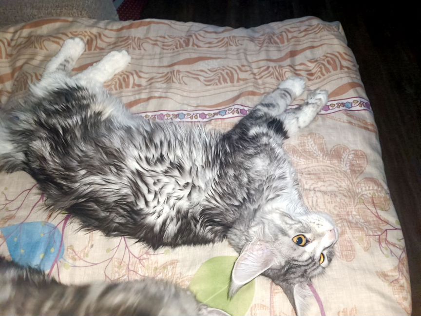 Кошка мэйн кун