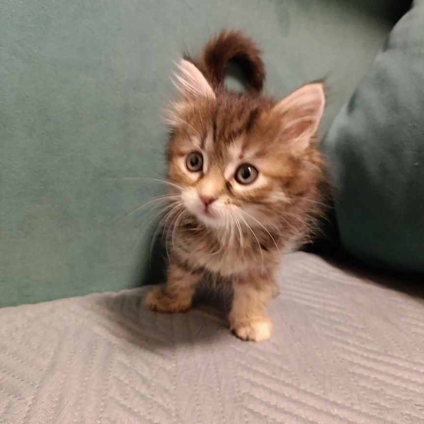 Котенок девочка в добрые руки