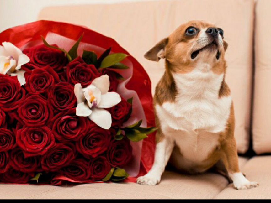 Чишка джентельмен