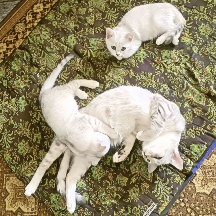 Шотландский вислоухий короткошёрстный котёнок