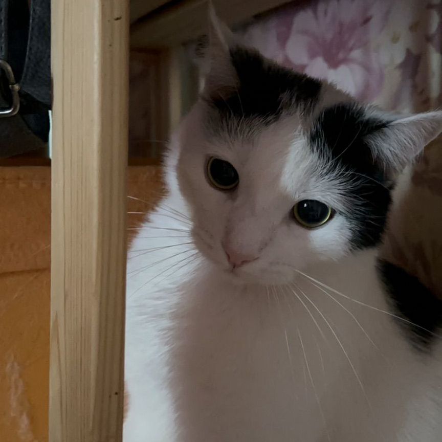 Отдаем кота в добрые руки