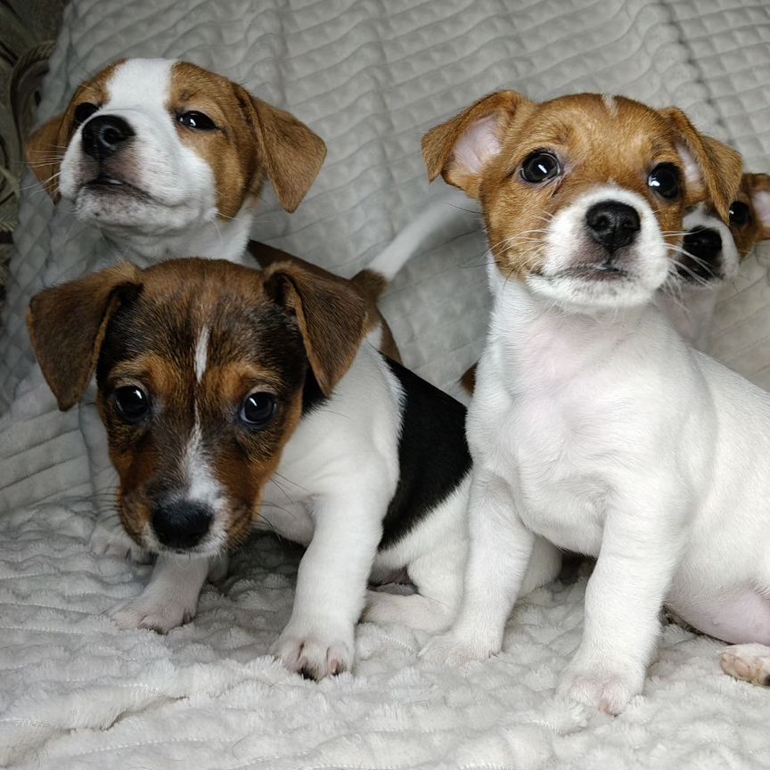 Джек-рассел-терьер, щенок