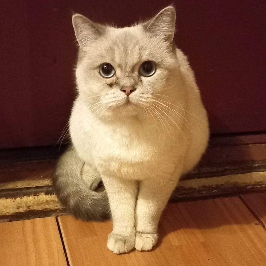 Кошечка ищет заботливых хозяев