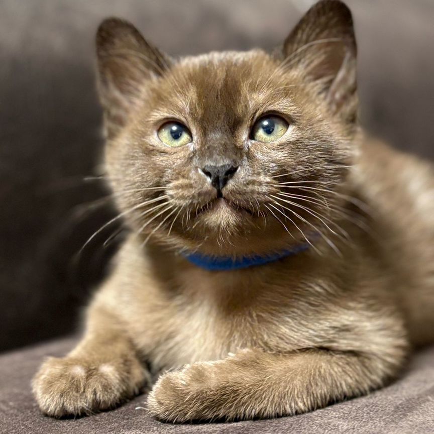 Европейский бурманский котёнок