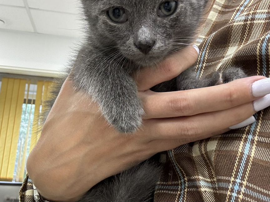 Серый котенок в добрые руки