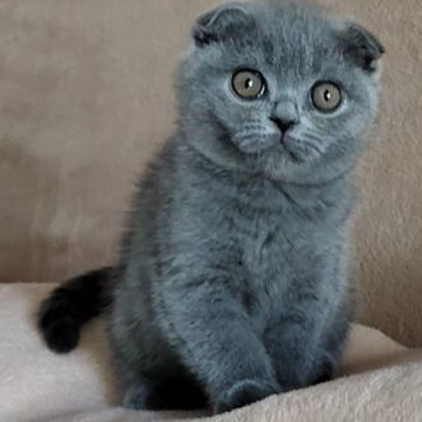 Шотландский вислоухий короткошёрстный котёнок