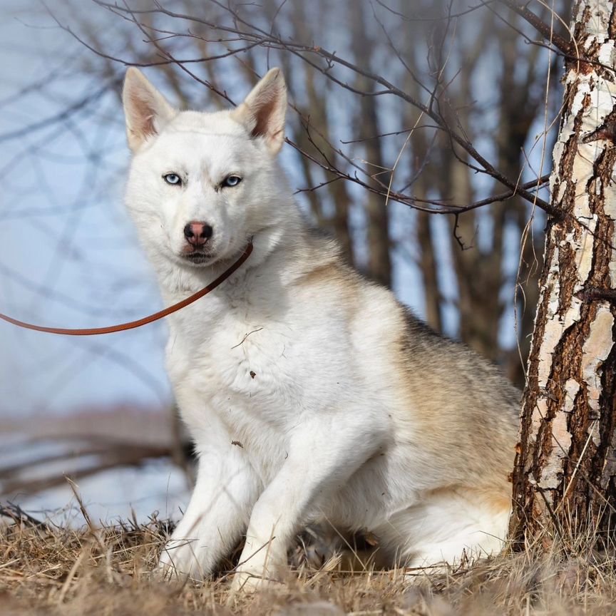 Кия, хаски, бесплатно