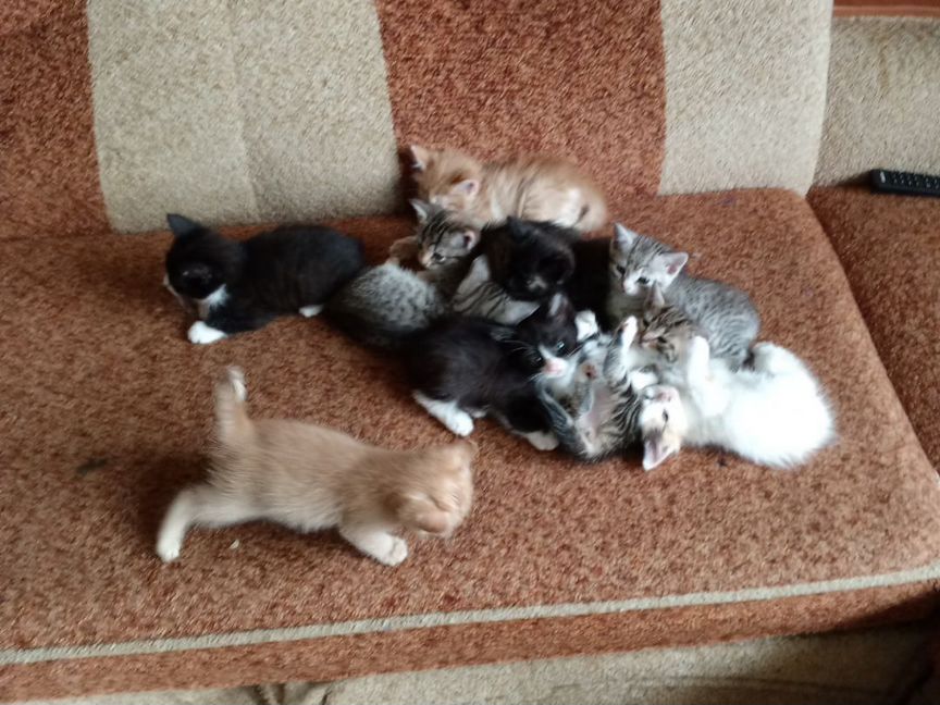 Котята в добрые руки