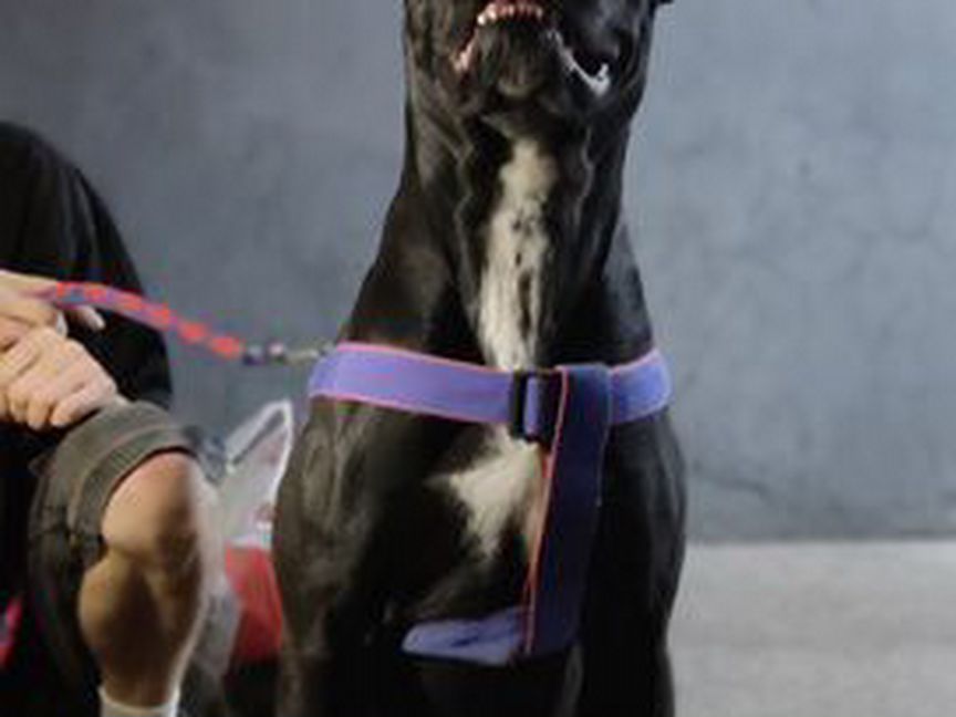 Итальянский Кане Корсо