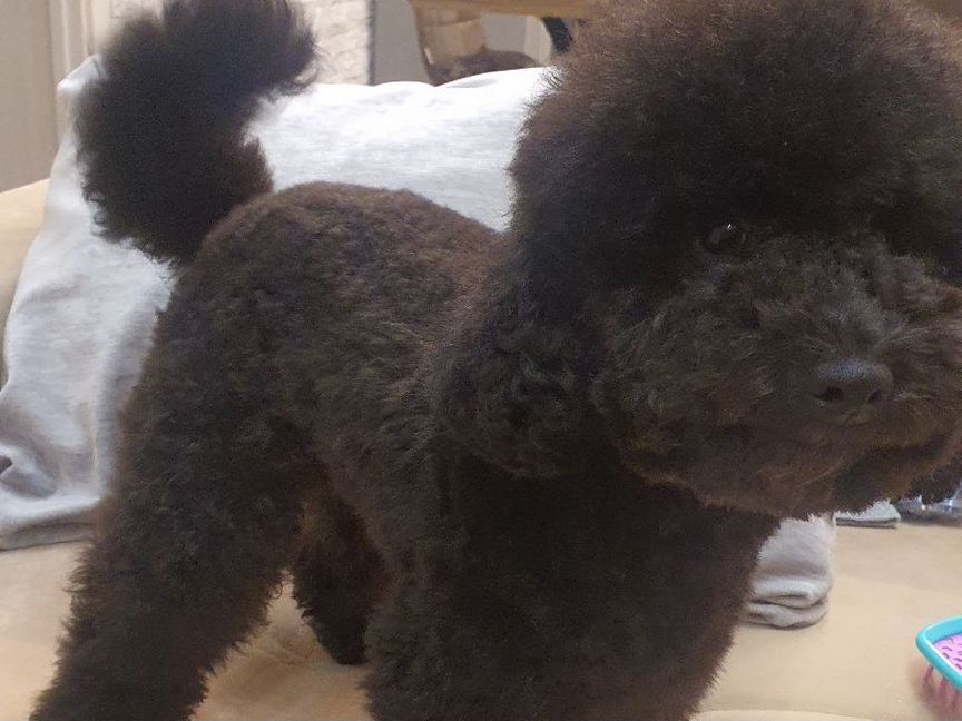 Собака маленькая порода