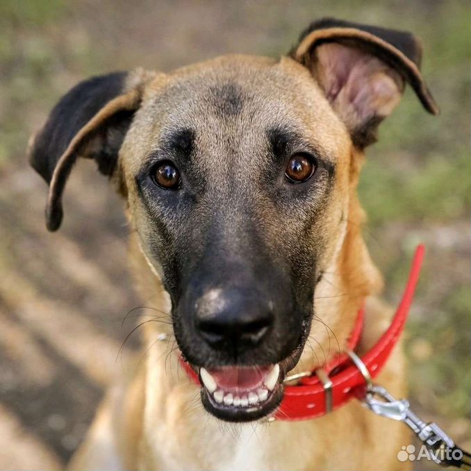 Лайма ищет лучший дом