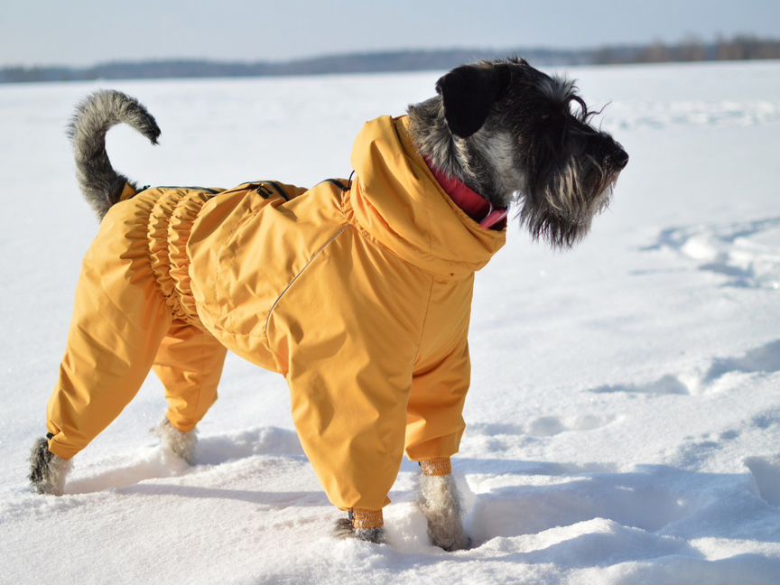 Комбинезон для собаки Balu