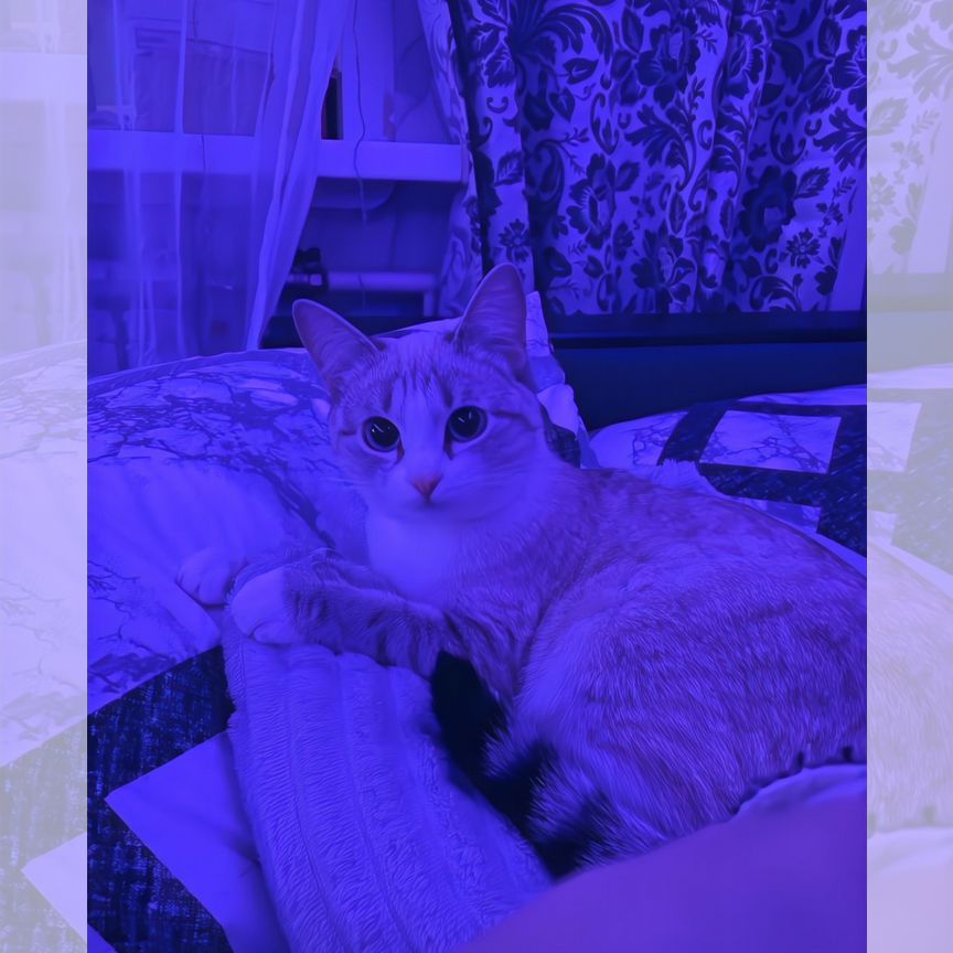 Взрослая, кошка в добрые руки