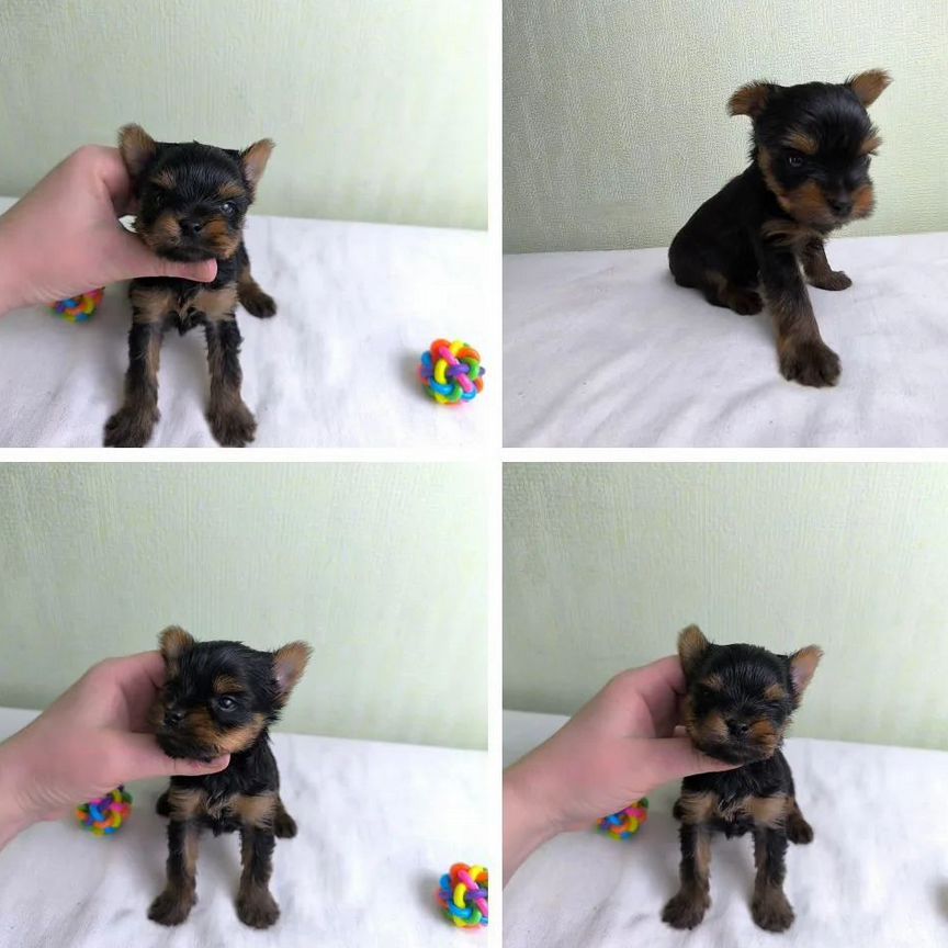 Йоркширский терьер, щенок