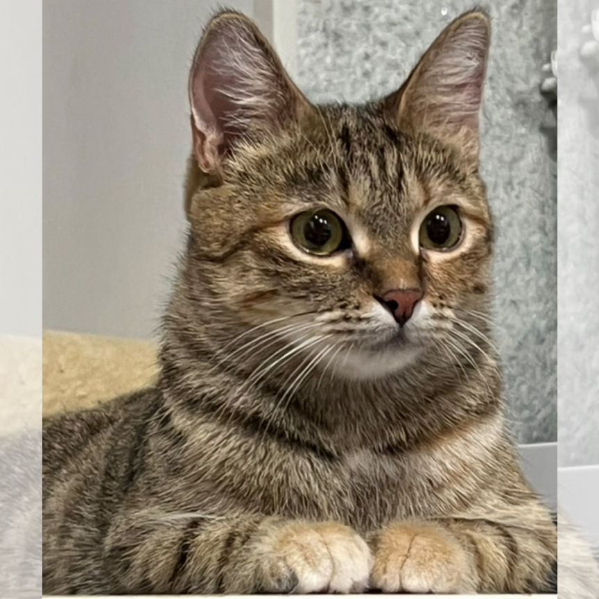 Взрослая, кошка в добрые руки