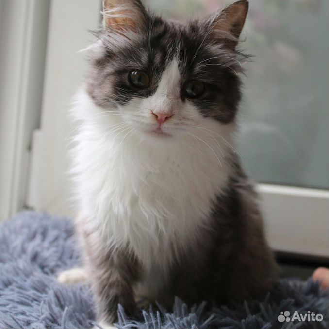 Дымка ищет дом