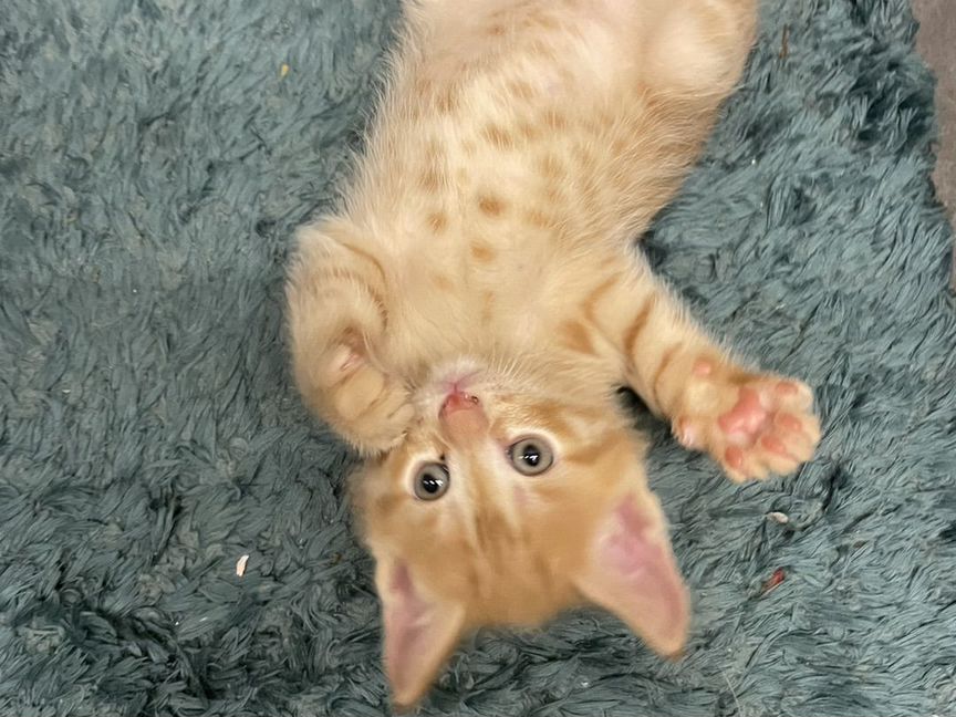 Рыжий котенок мальчик