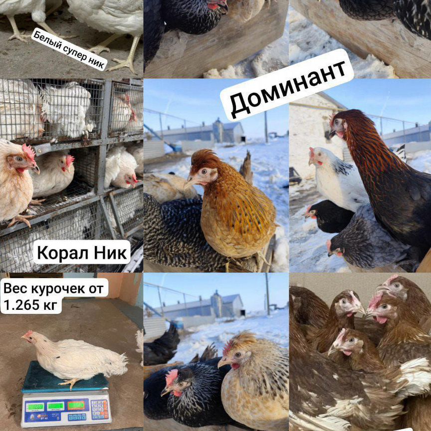 Куры несушки