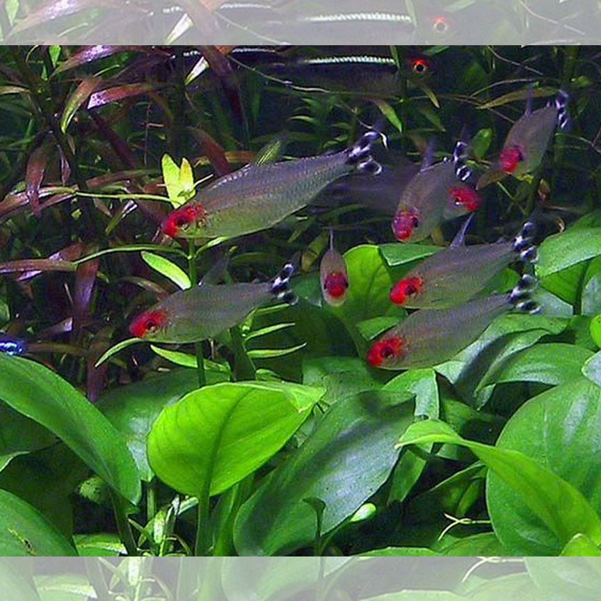 Родостомус