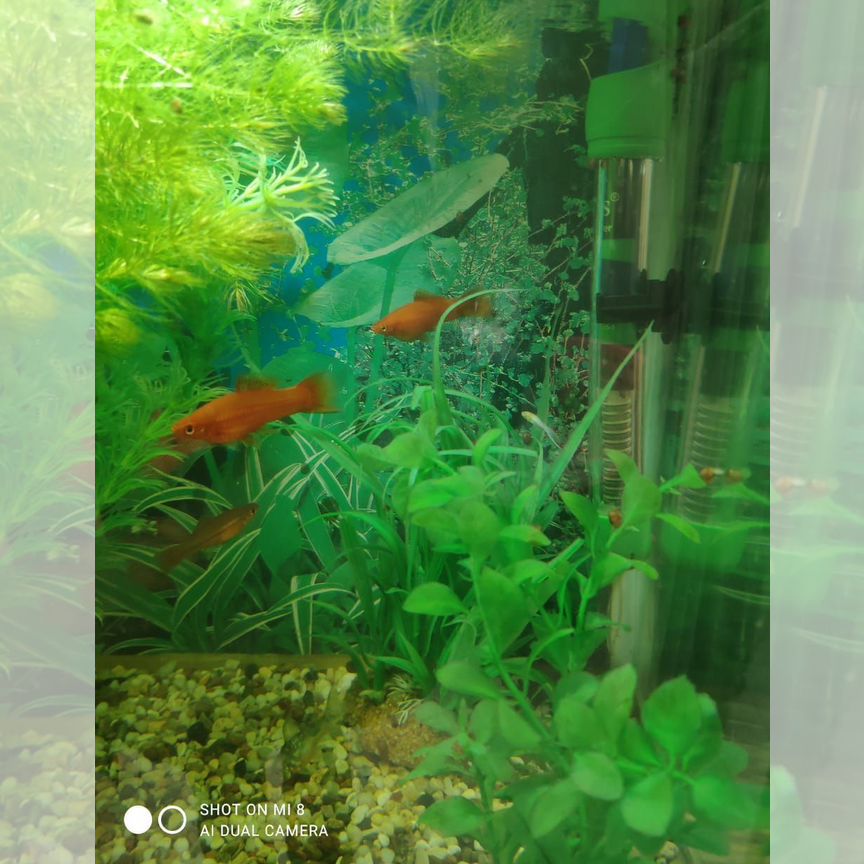 Меченосцы,гурами жемчужный,попугай сапфировый