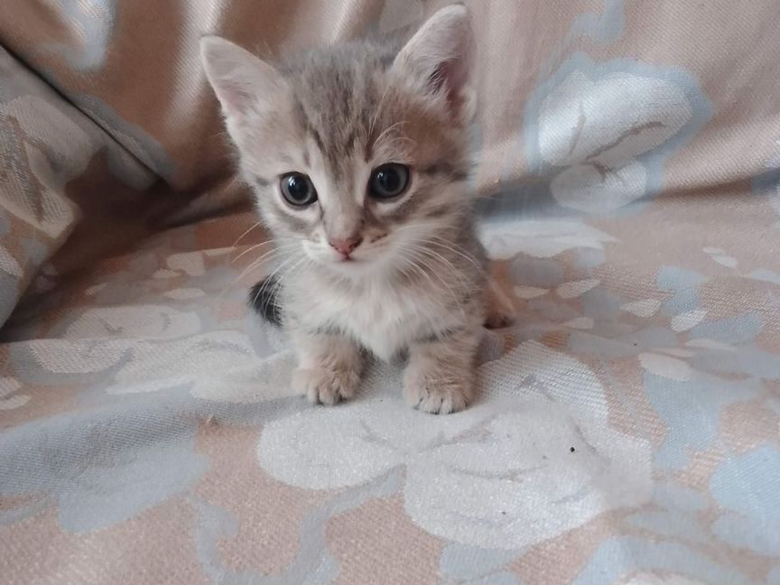 Кошки