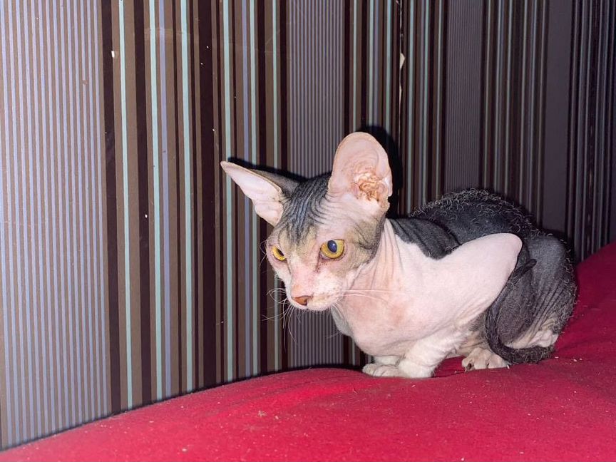 Канадский сфинкс котенок