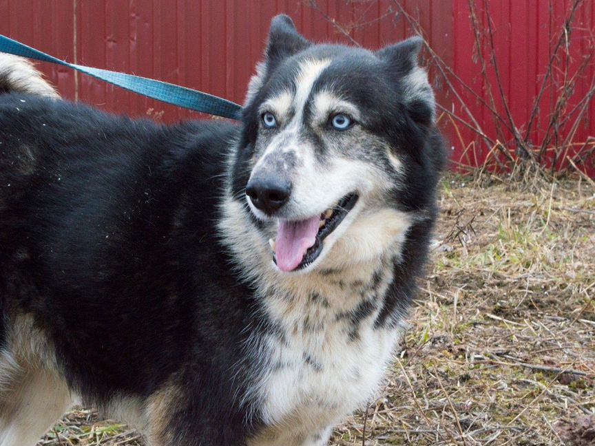 Отдам в хорошие руки собаку Кутерия