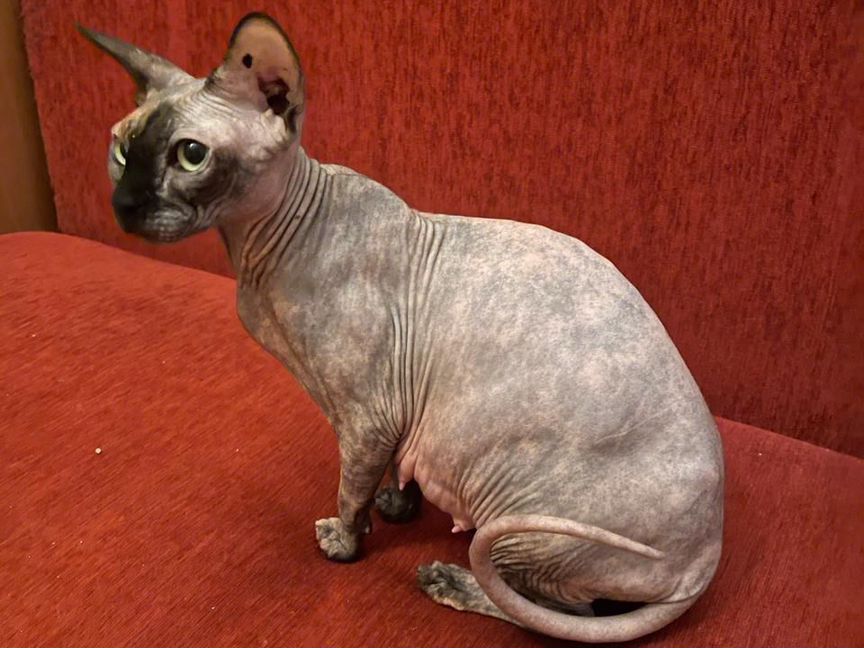 Канадский сфинкс