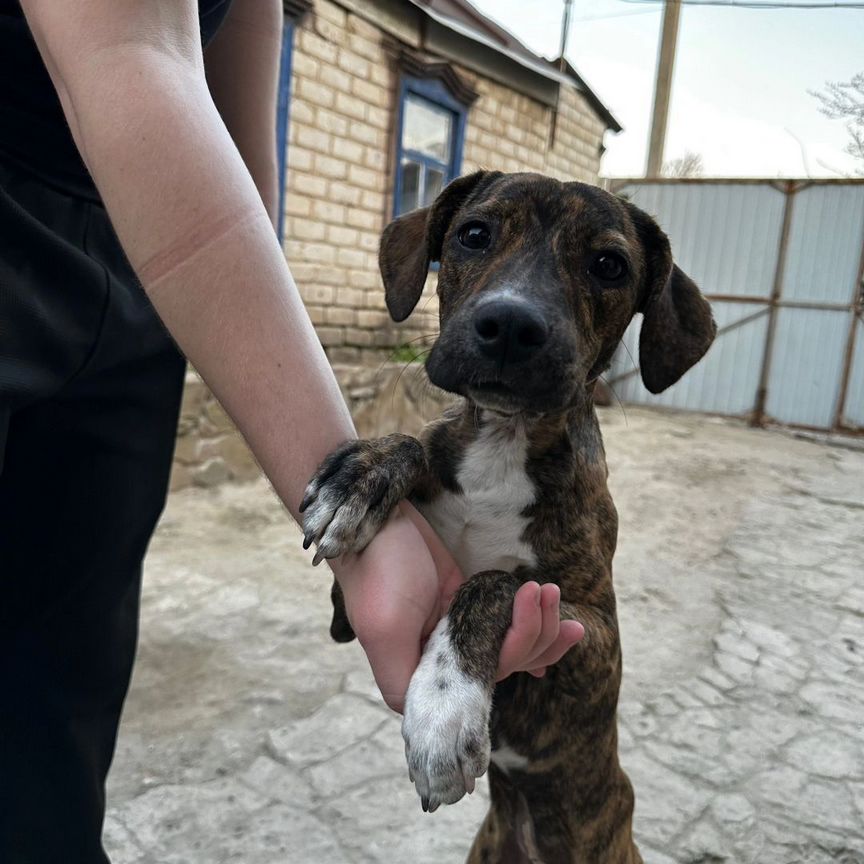 Отдам в добрые руки стаффорда