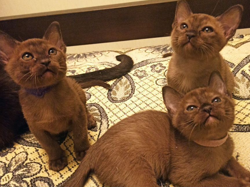 Бурманская