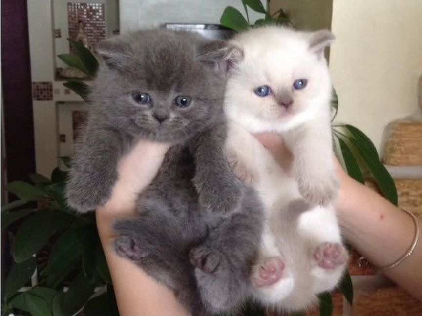 Британские колорные котята